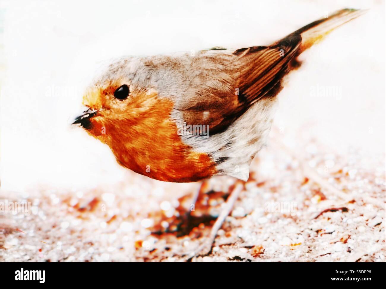 Birdy photo hi-res stock photography and images - Alamy