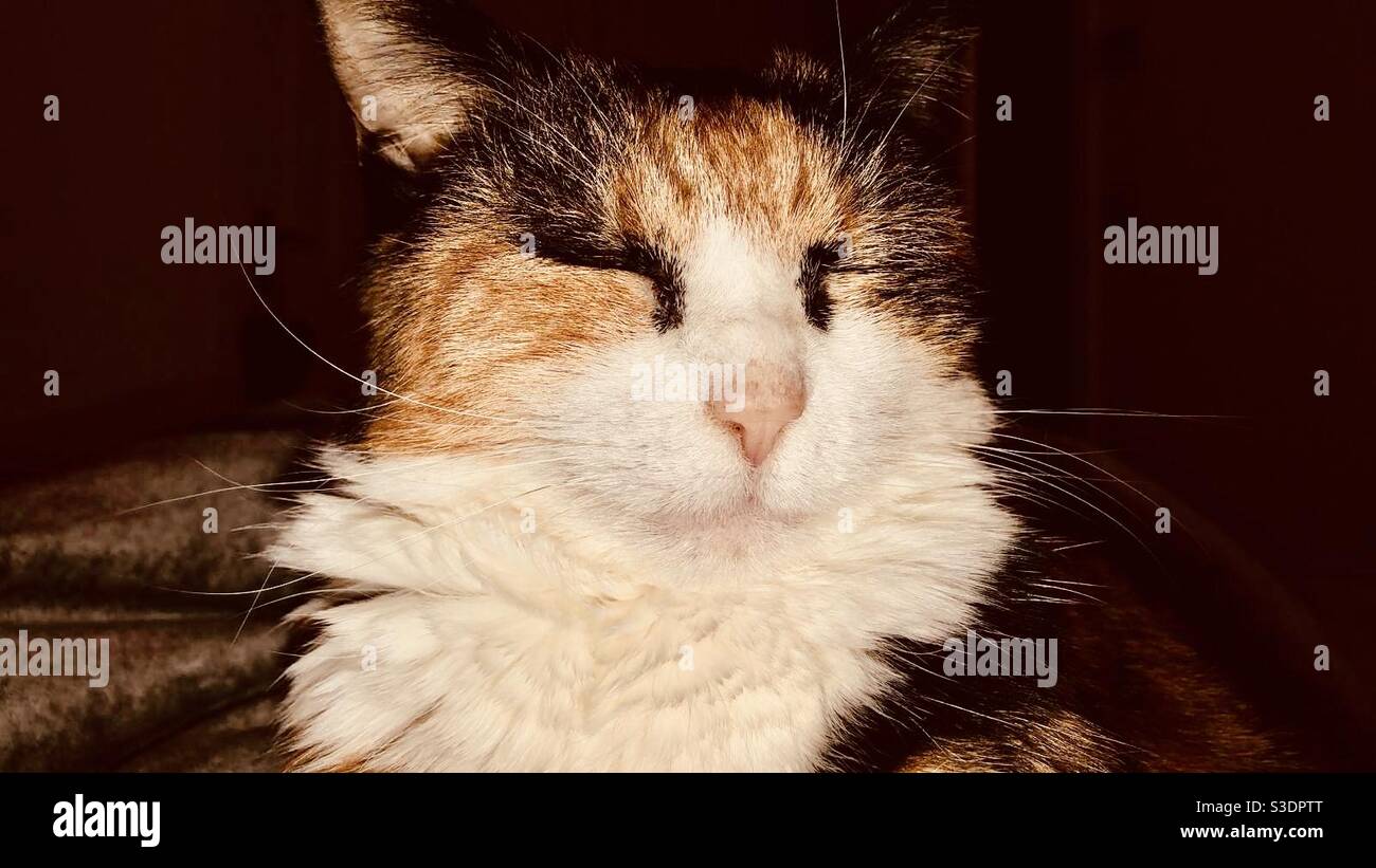 Female tortashell cat with eyes closed Stock Photo - Alamy