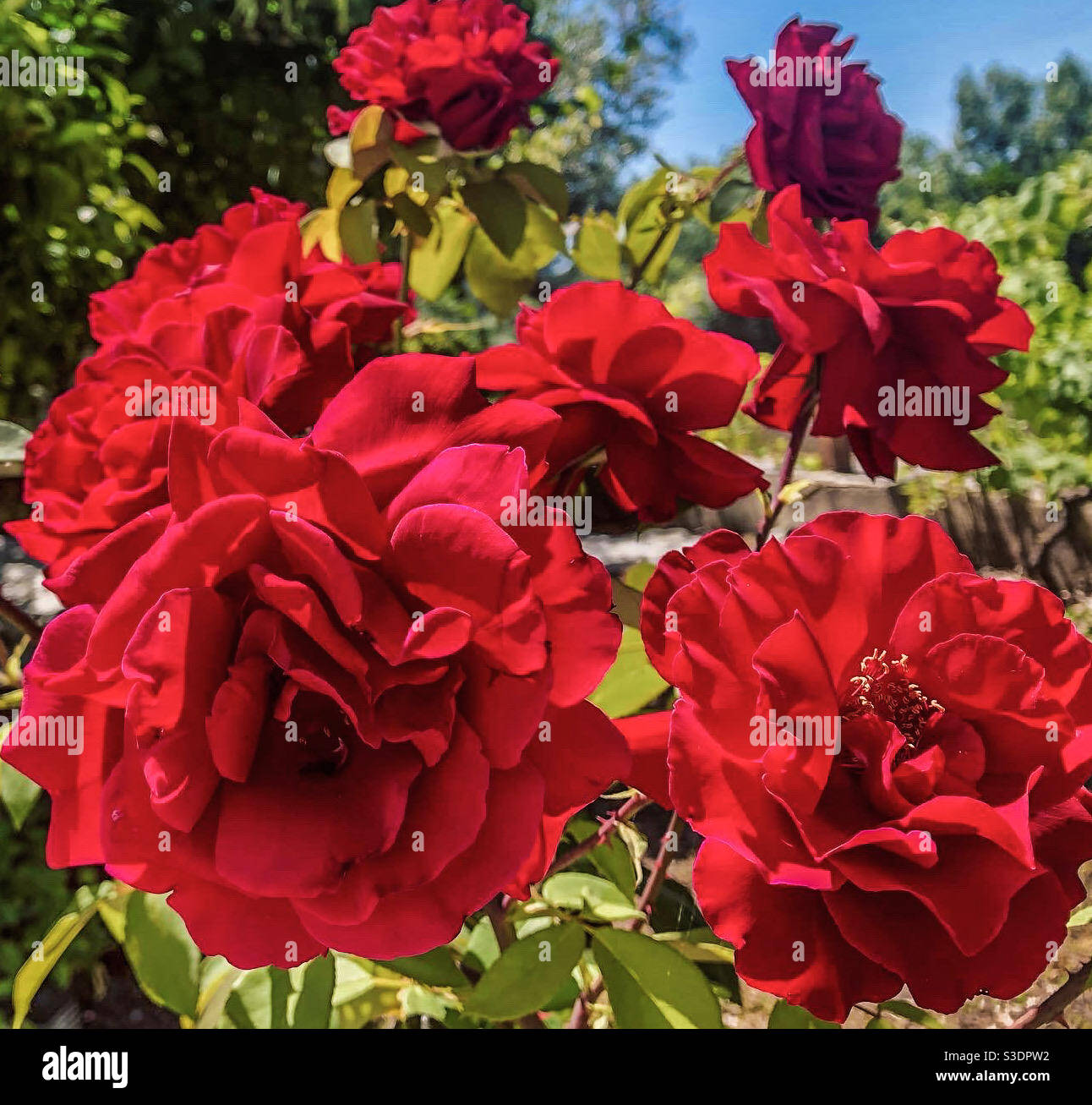7 Red roses in full bloom in the sunshine Stock Photo - Alamy