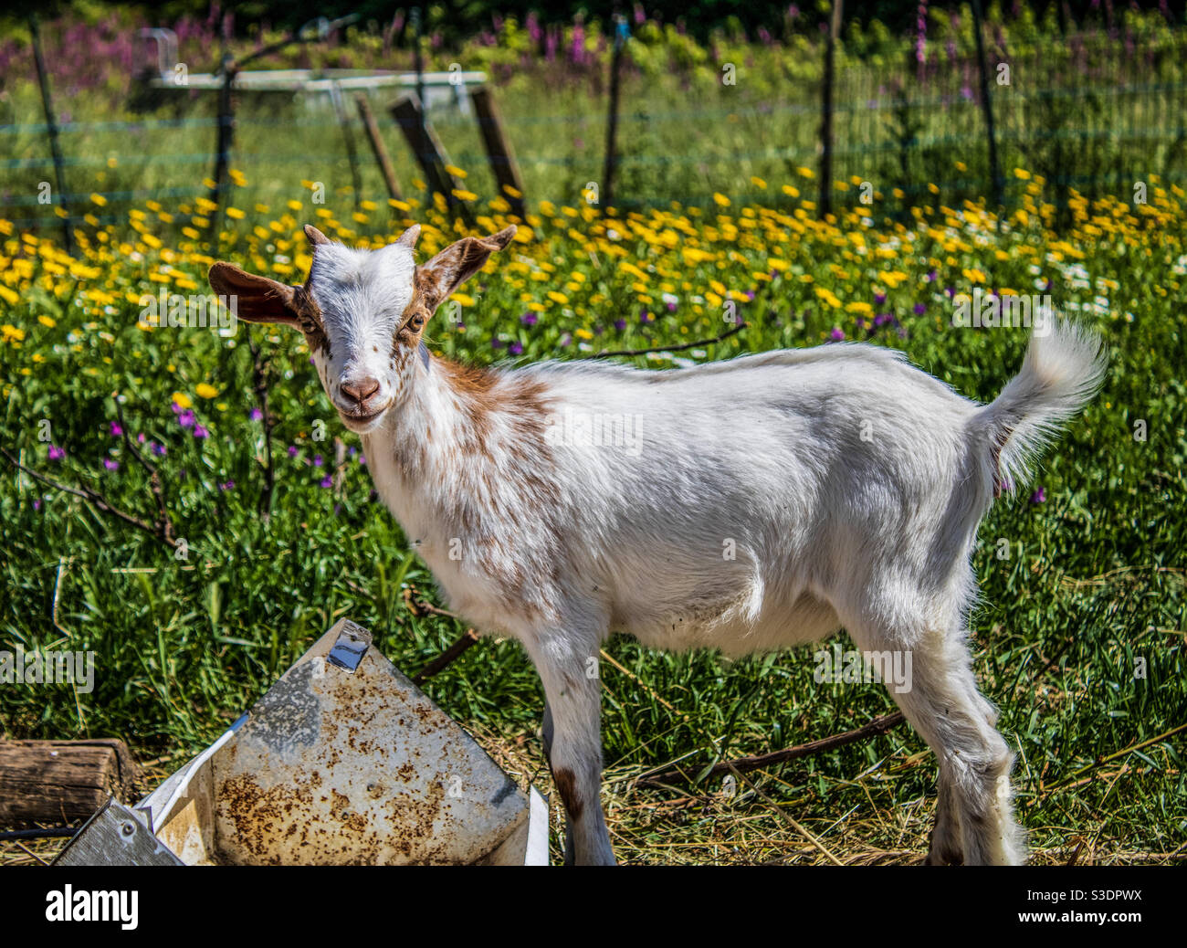 Goat with flowers hi-res stock photography and images - Alamy