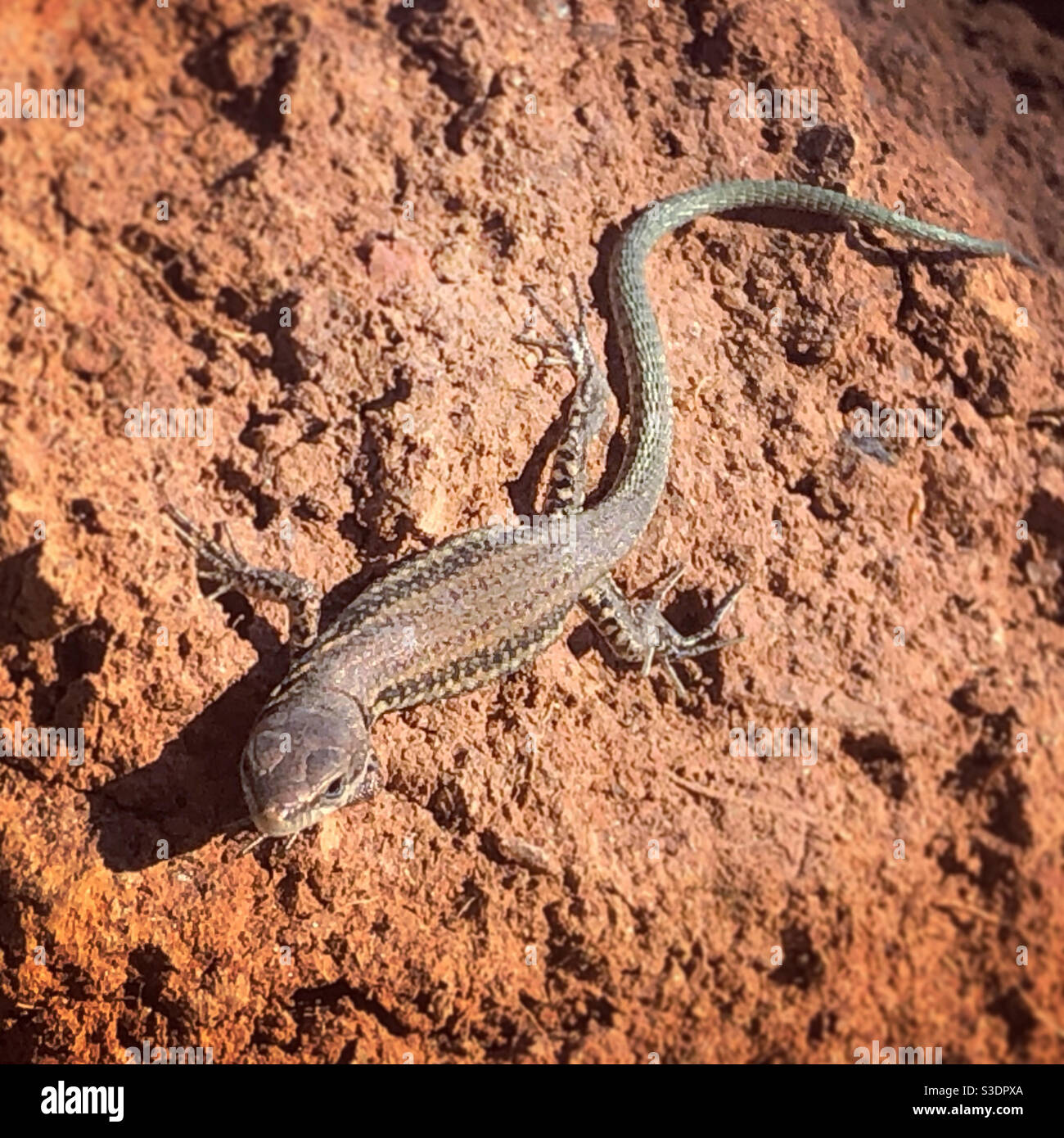 Lizard portugal hi-res stock photography and images - Alamy