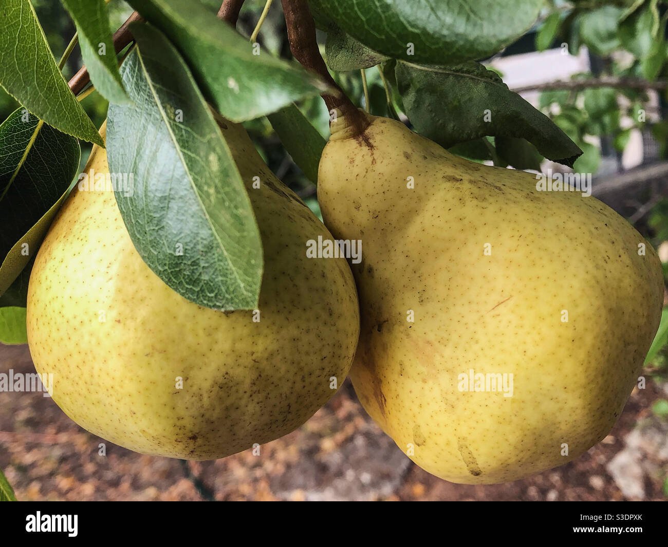 Pears leaves hi-res stock photography and images - Alamy