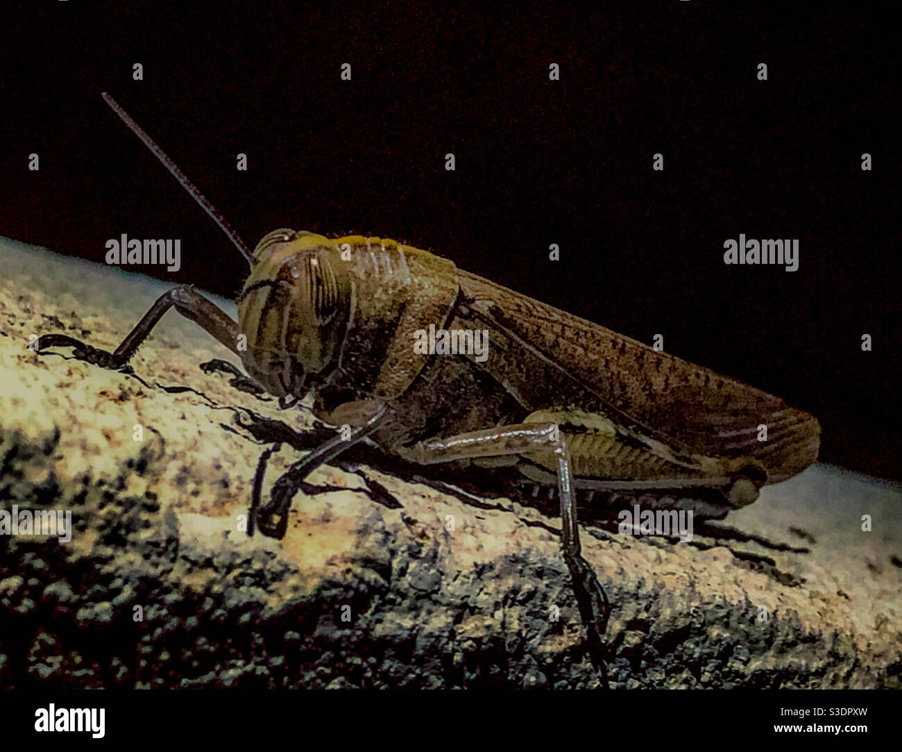 Grasshopper at night Stock Photo - Alamy