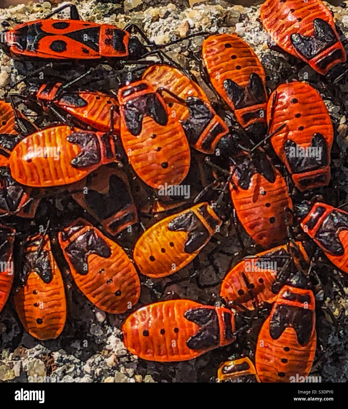 Fire bugs hi-res stock photography and images - Alamy