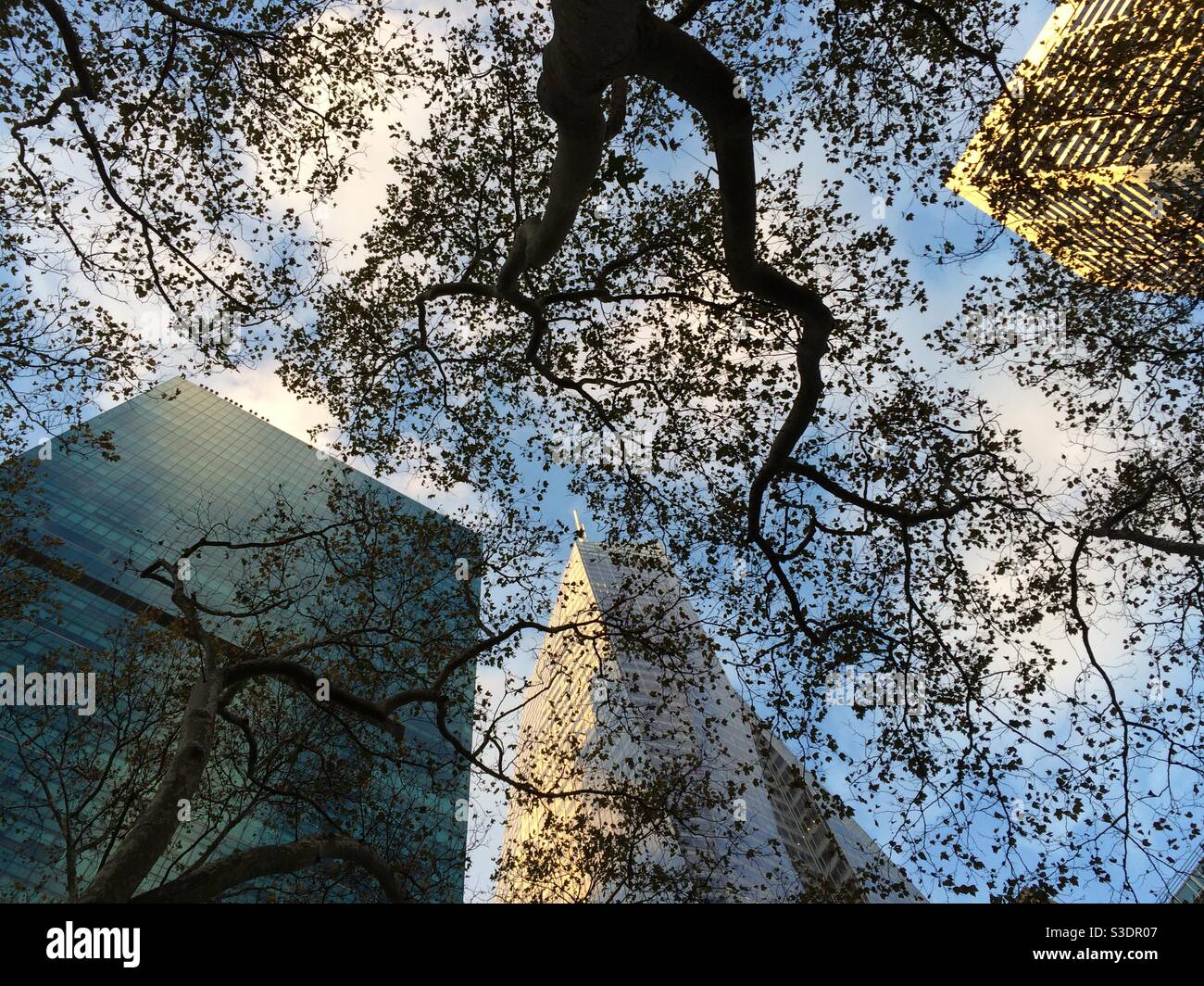 Looking up sky through trees hi-res stock photography and images - Alamy
