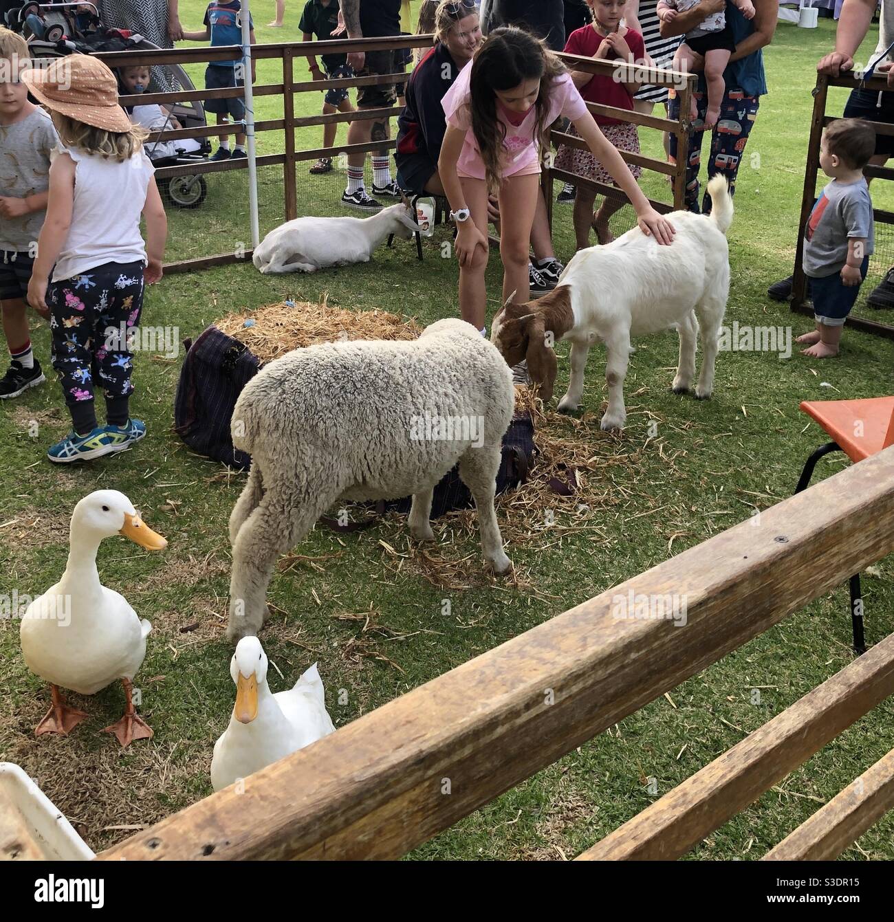 Farmyard petting zoo Stock Photo - Alamy