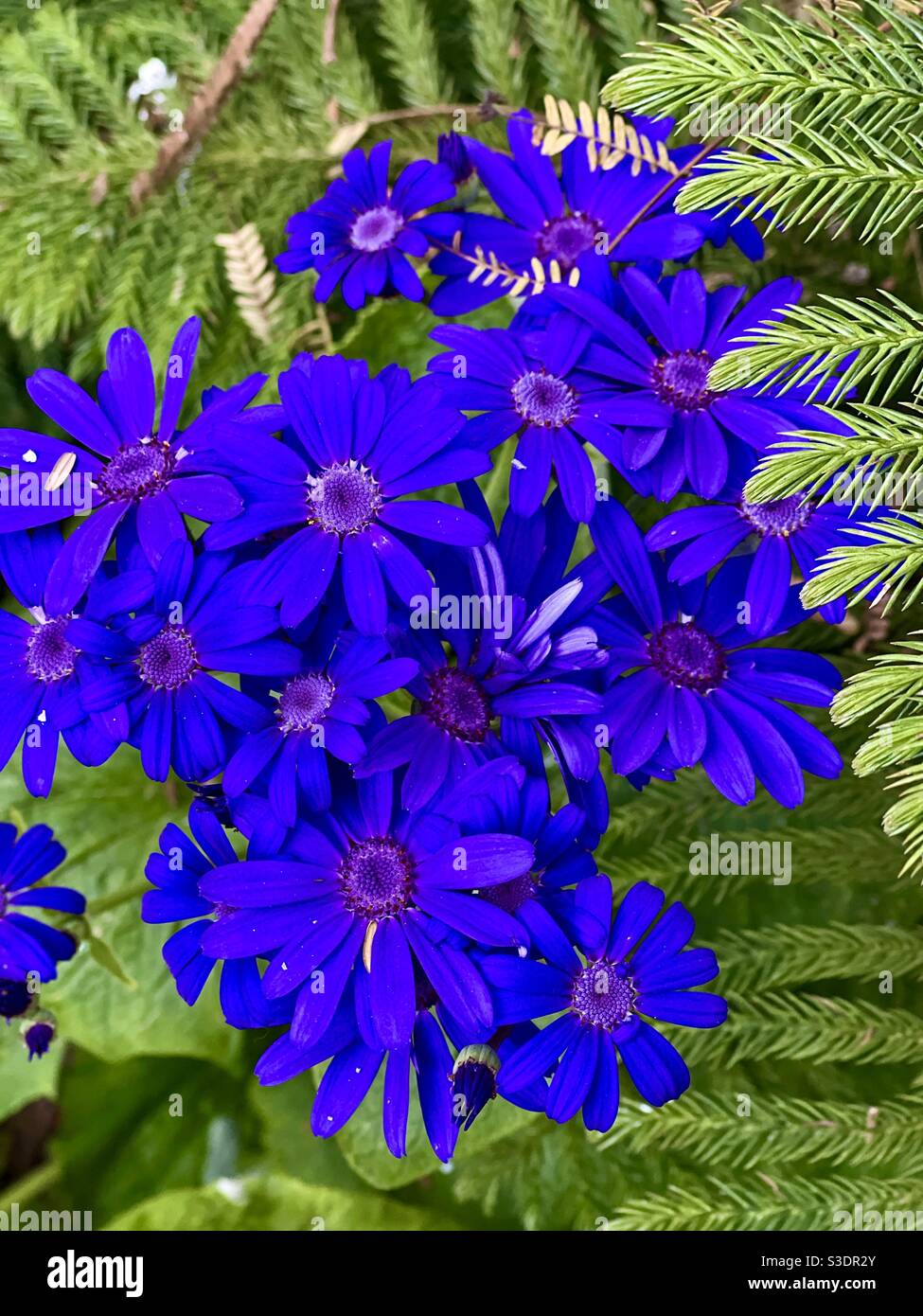 Blue sanaria flowers Stock Photo - Alamy