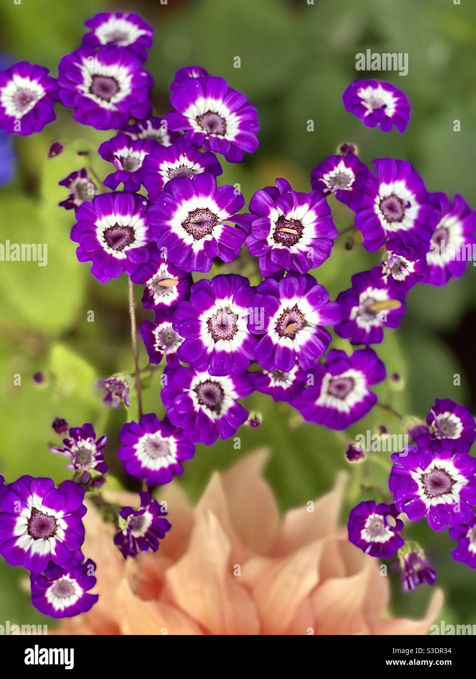Flowers india hi-res stock photography and images - Alamy