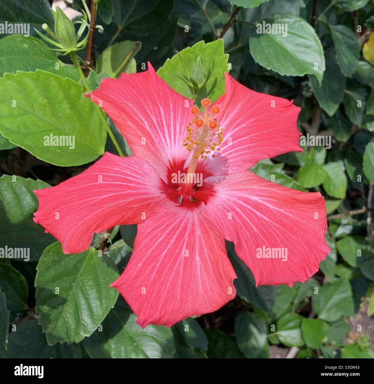 Hibiscus in bloom hi-res stock photography and images - Alamy