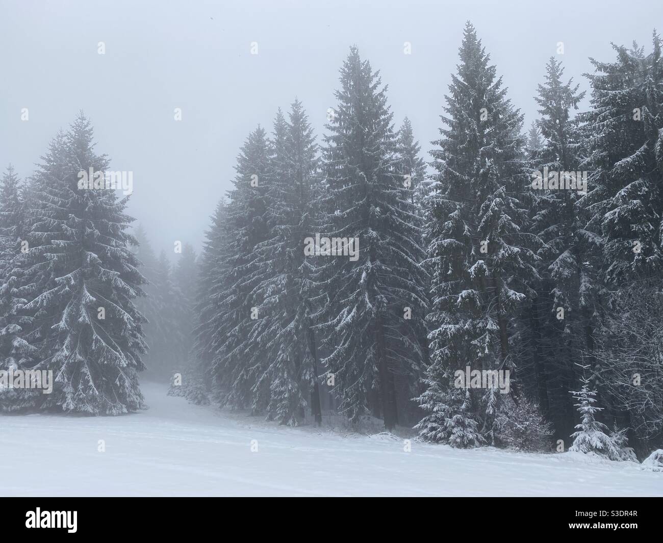 Conifers landscape hi-res stock photography and images - Alamy