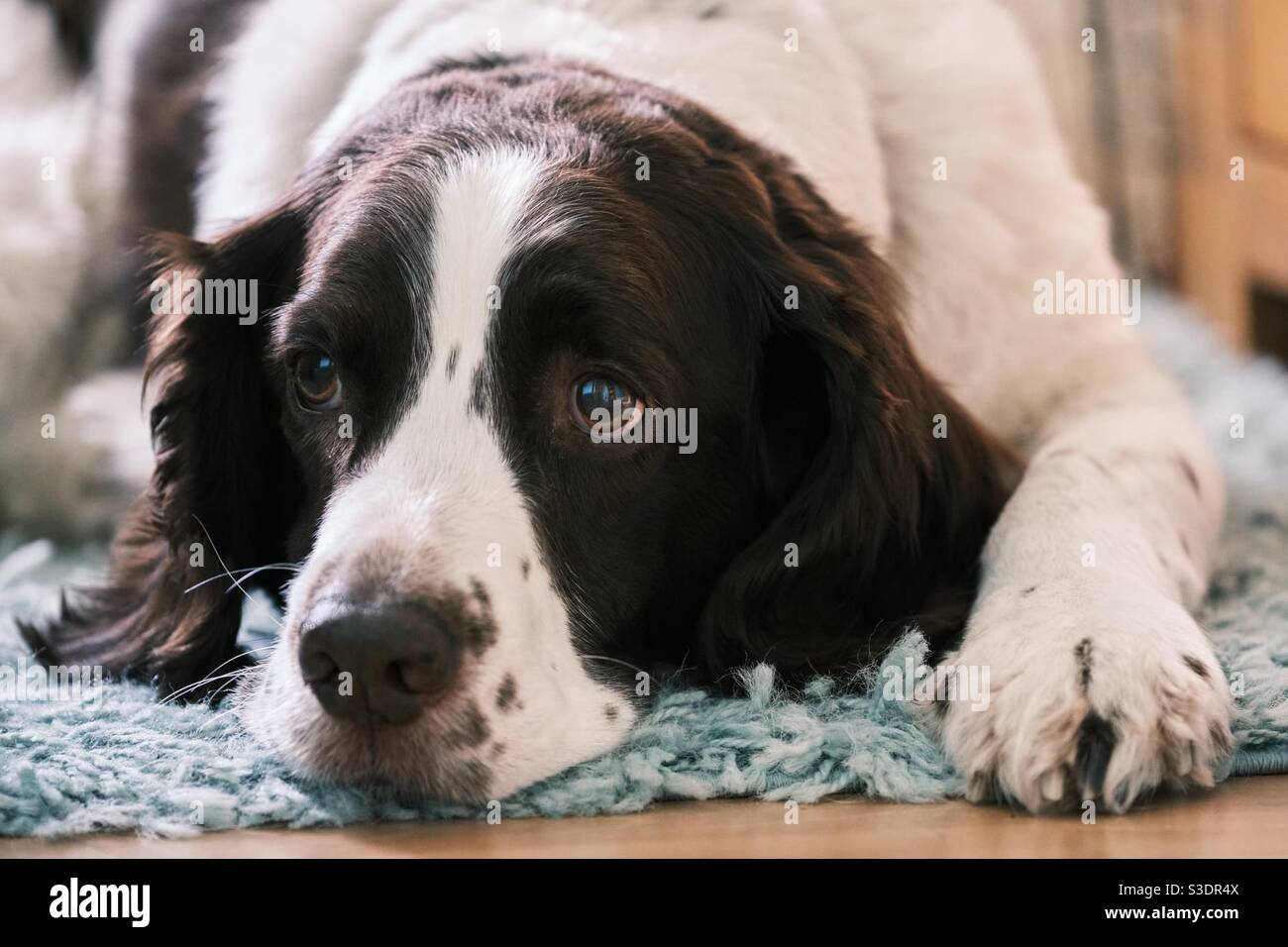 An English springer spaniel dog looking sad on a blue rug Stock Photo ...