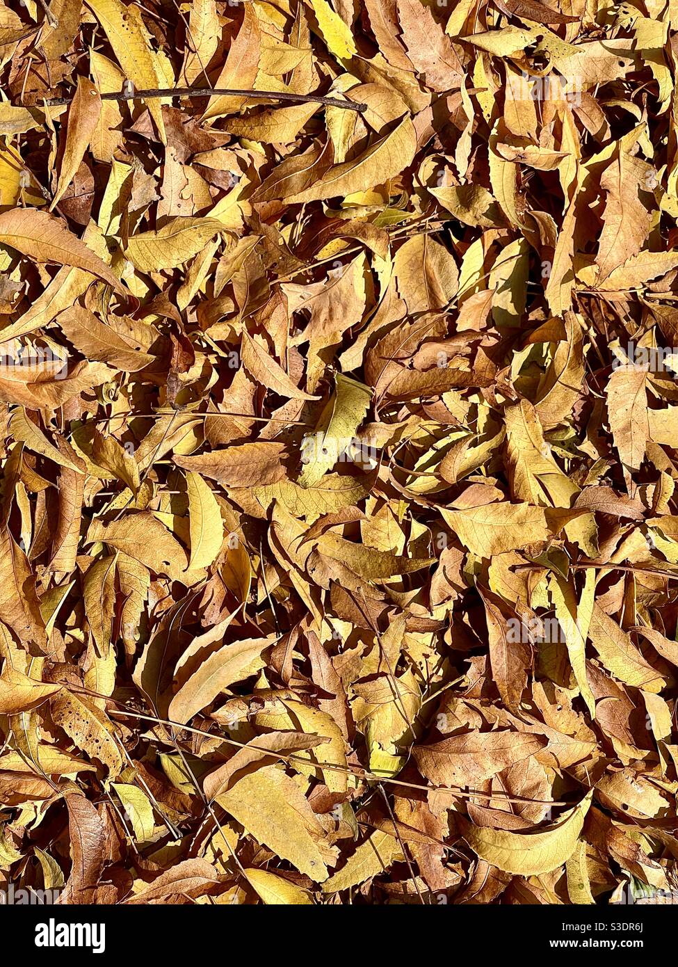 Neem india hi-res stock photography and images - Alamy