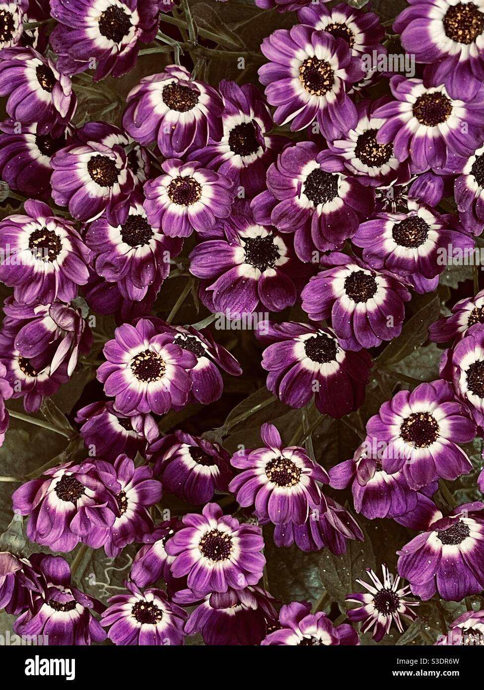 Gardening india hi-res stock photography and images - Alamy