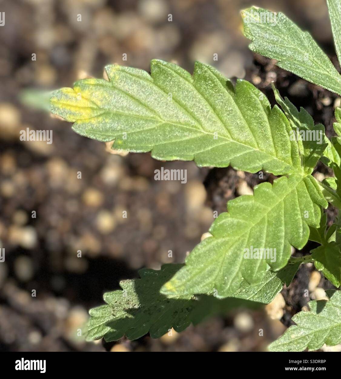 Marijuana leaf sun hi-res stock photography and images - Alamy