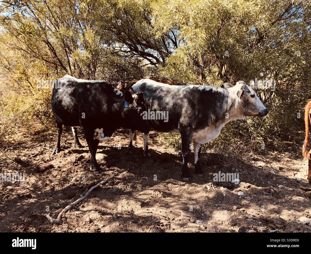 Nguni cattle hi-res stock photography and images - Alamy