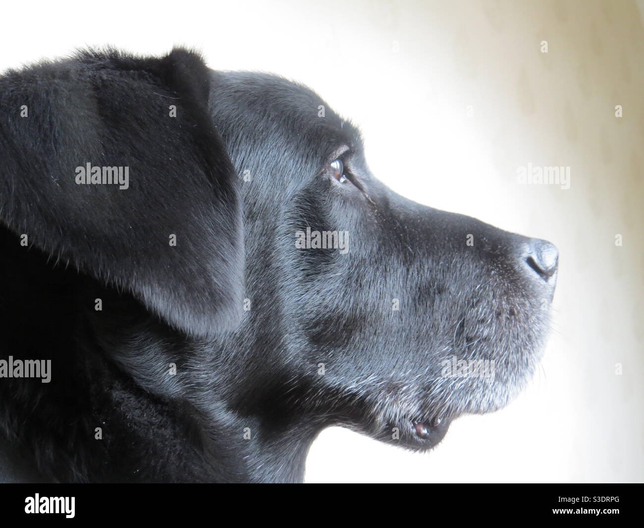 Lab head hi-res stock photography and images - Alamy