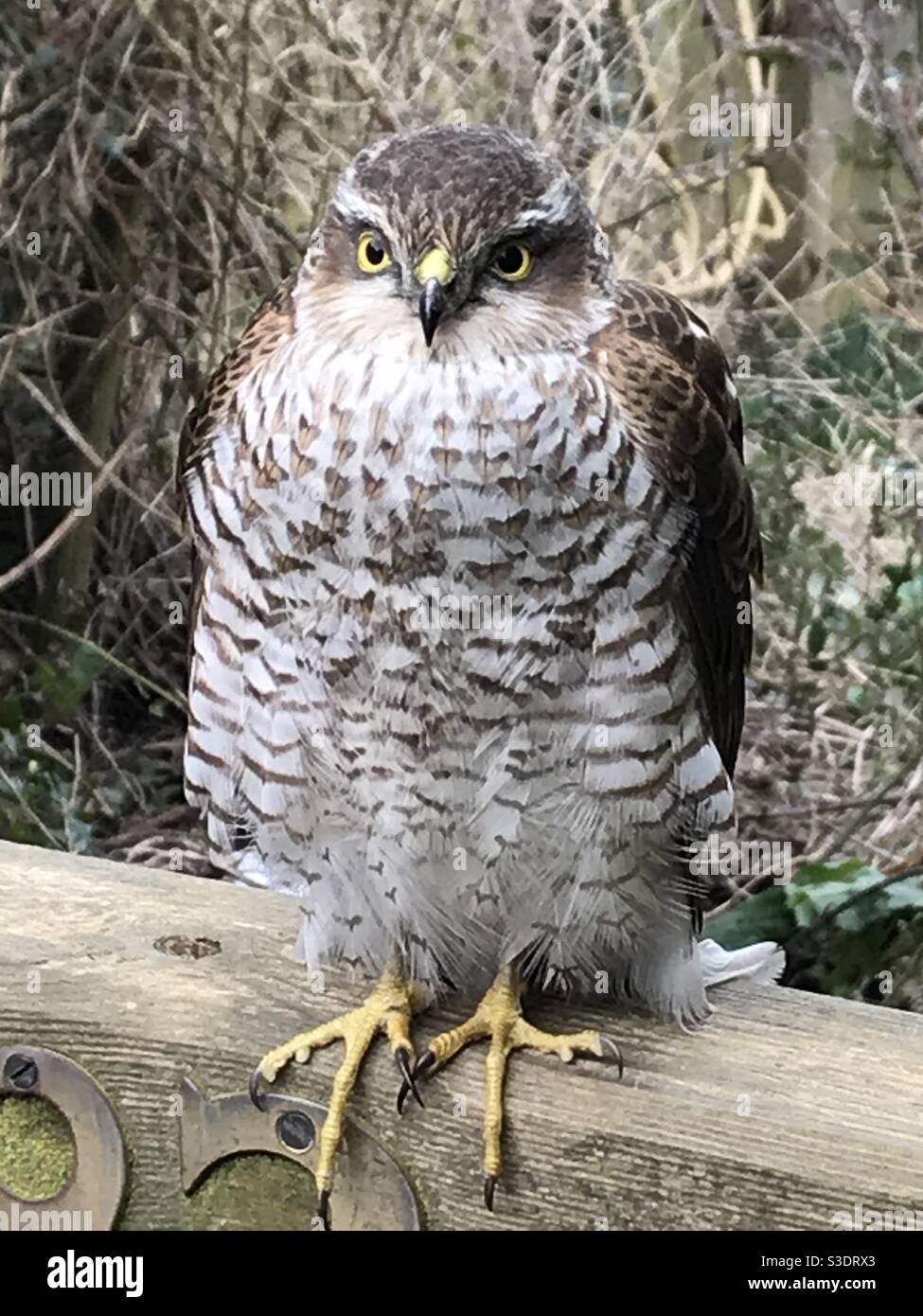 Sat on gate hi-res stock photography and images - Alamy