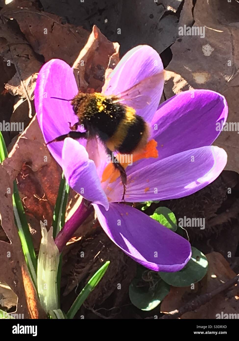Crocus nature hi-res stock photography and images - Alamy