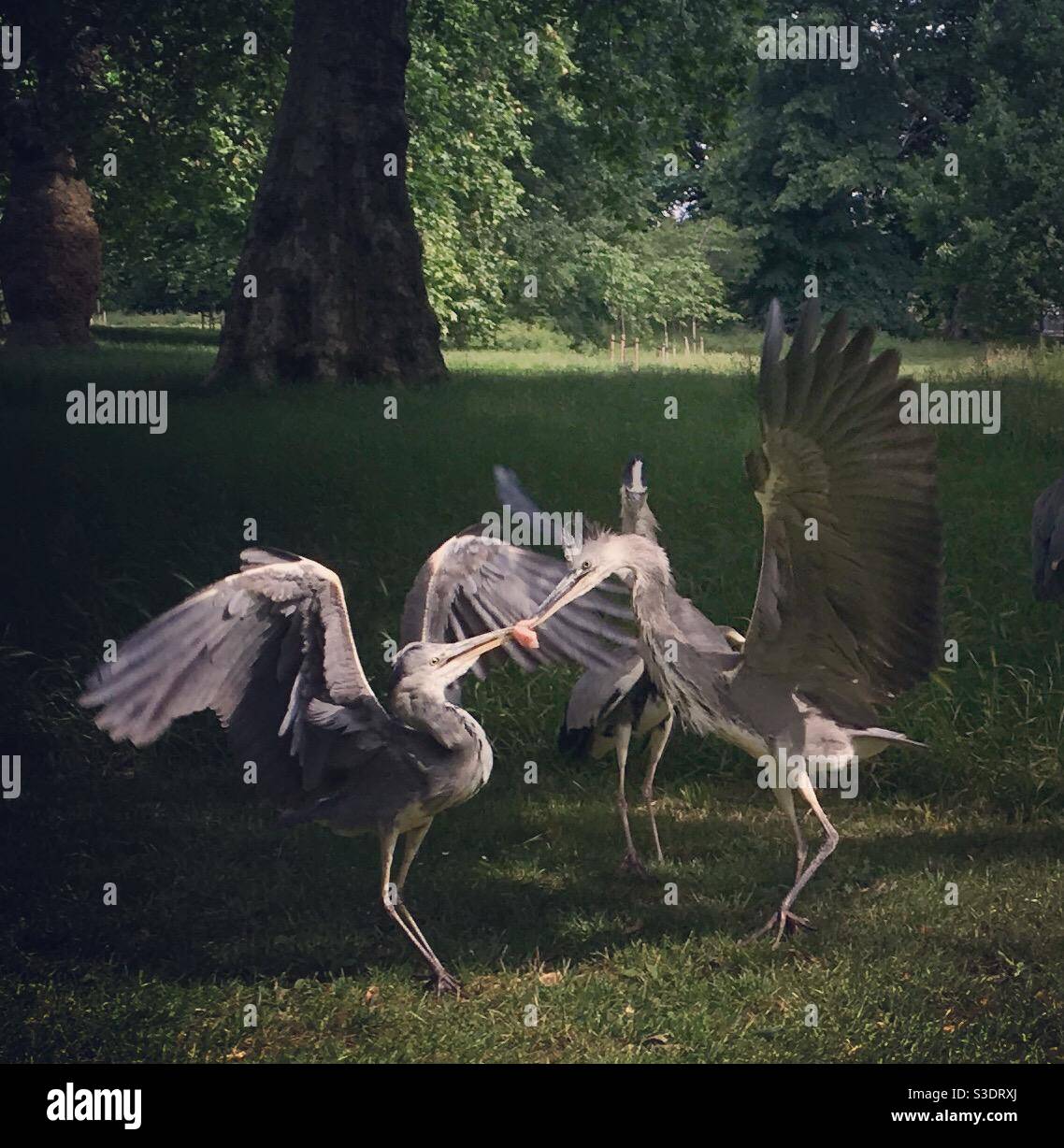 Wild herons fighting over a food scrap in Hyde Park, London Stock Photo ...