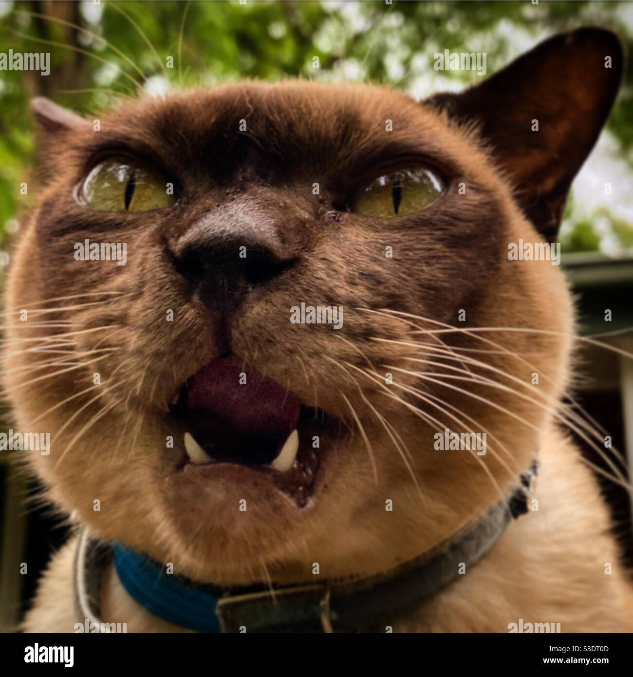 Meow the cat hi-res stock photography and images - Alamy