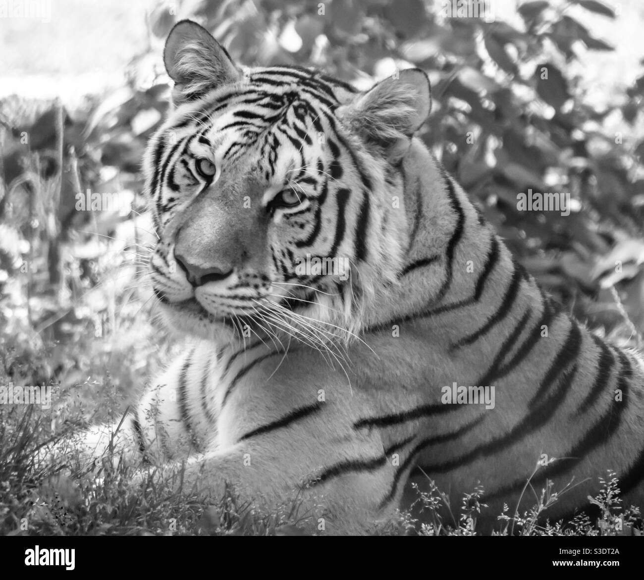 Tigre blanc zoo hi-res stock photography and images - Alamy