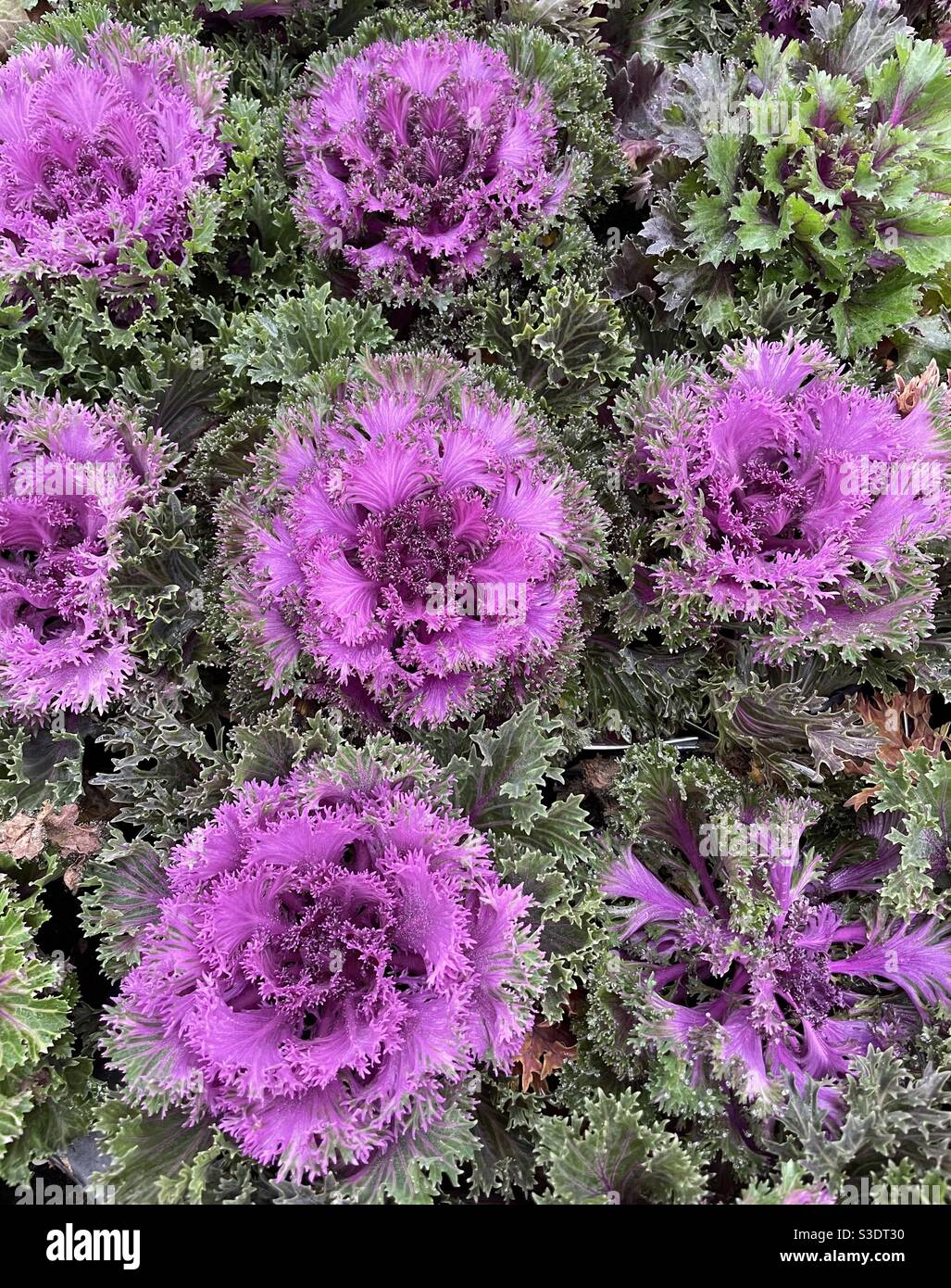 Full background of purple ornamental cabbage plants Stock Photo - Alamy