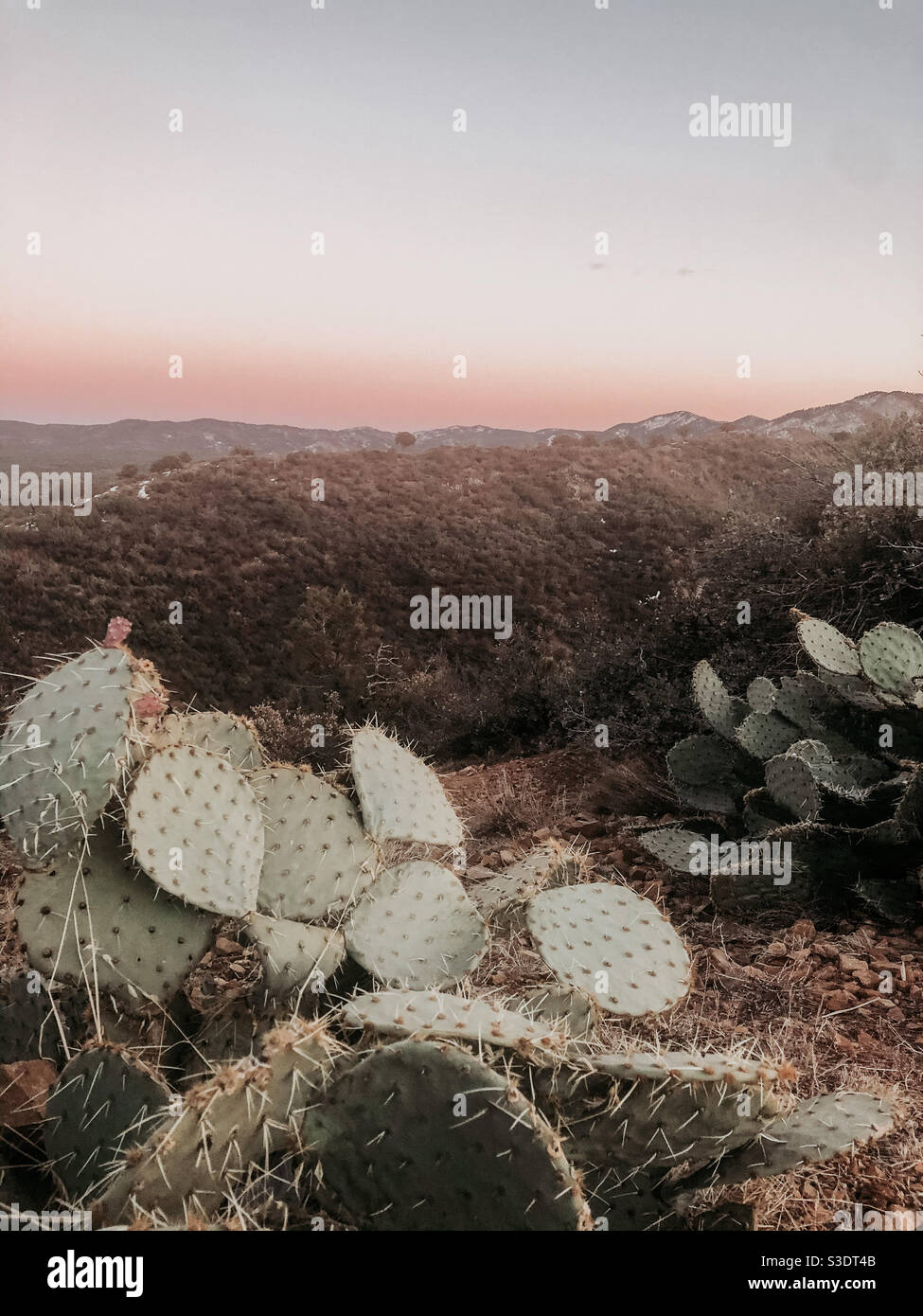 Cactus sunset hi-res stock photography and images - Alamy