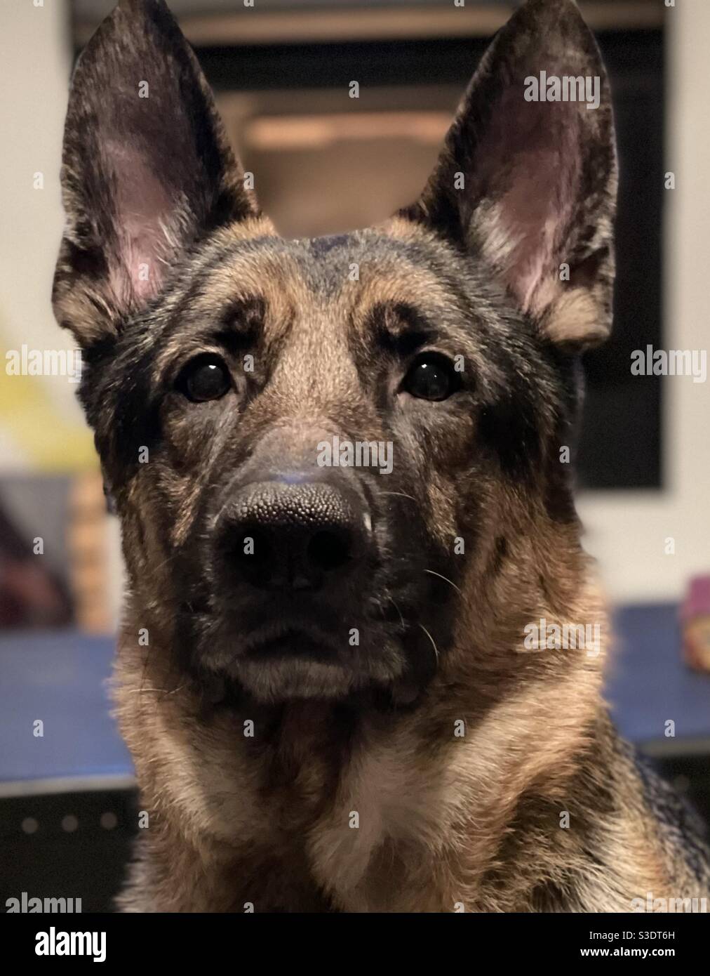 Full attention hi-res stock photography and images - Alamy