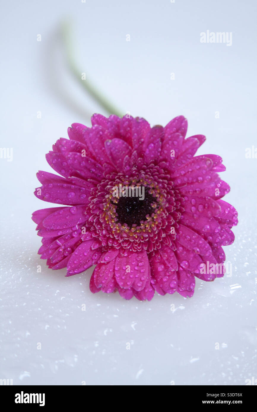 Lady Daisy High Resolution Stock Photography and Images - Alamy