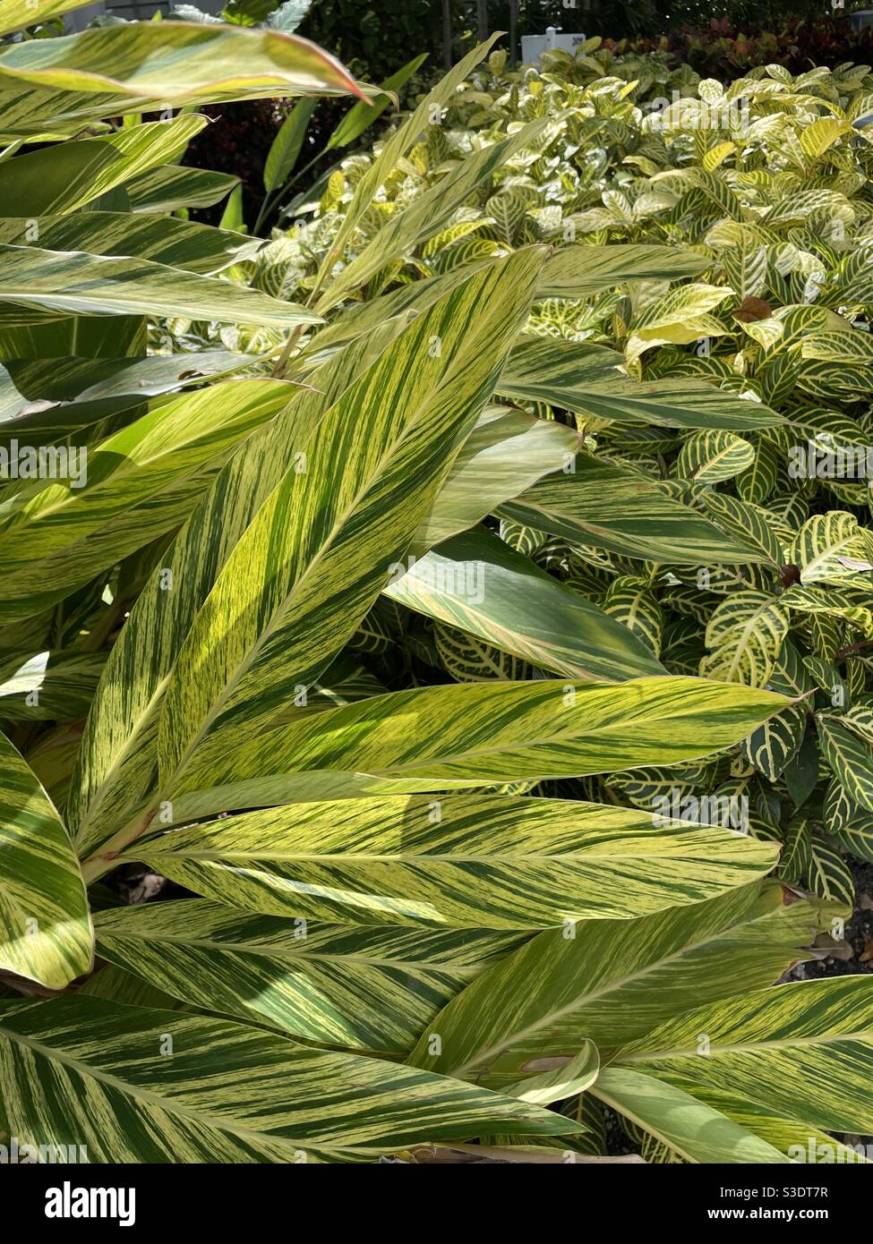 Differently striped bright green leaves on tropical plants in Miami ...
