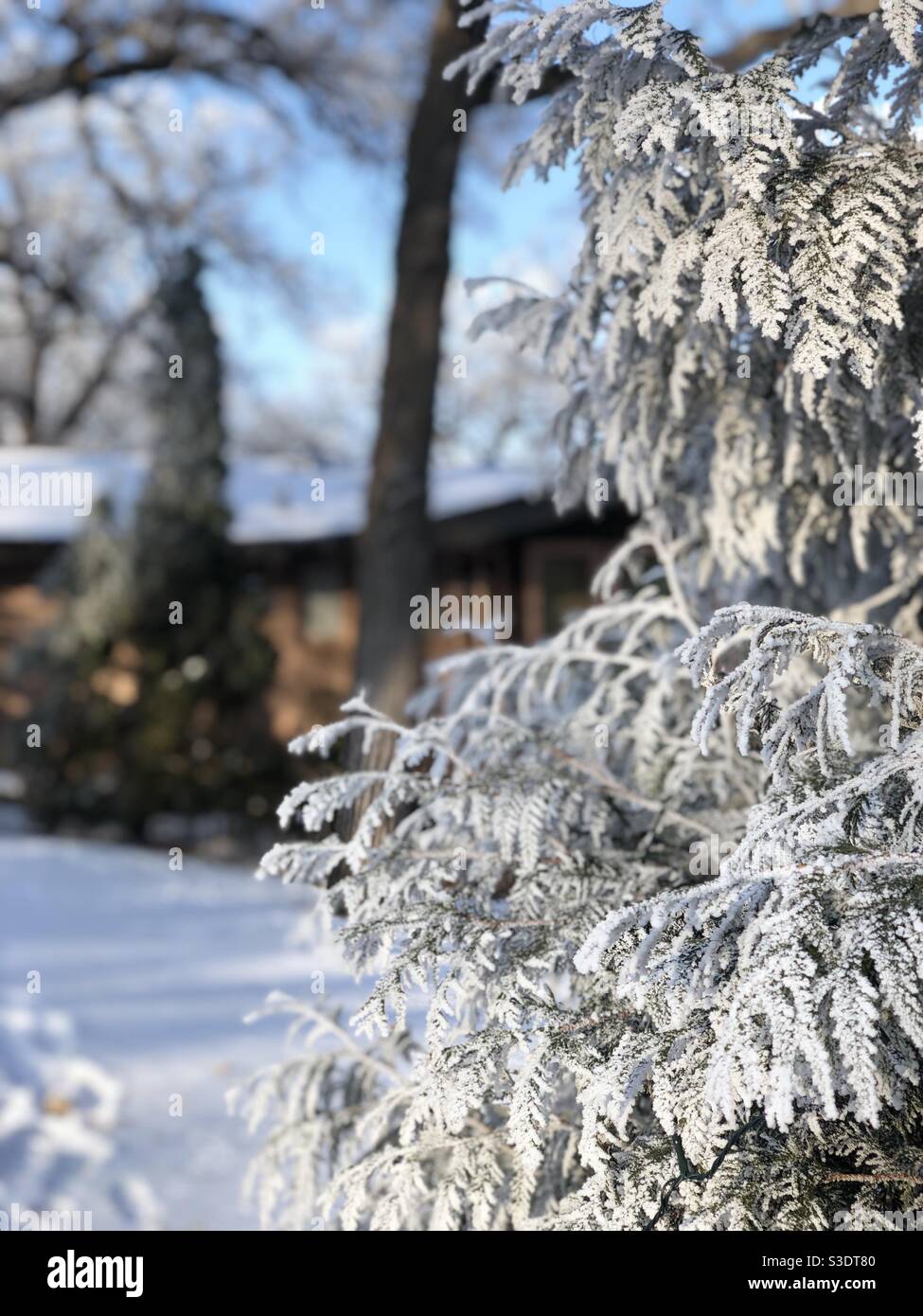 Juniper tree winter hi-res stock photography and images - Alamy