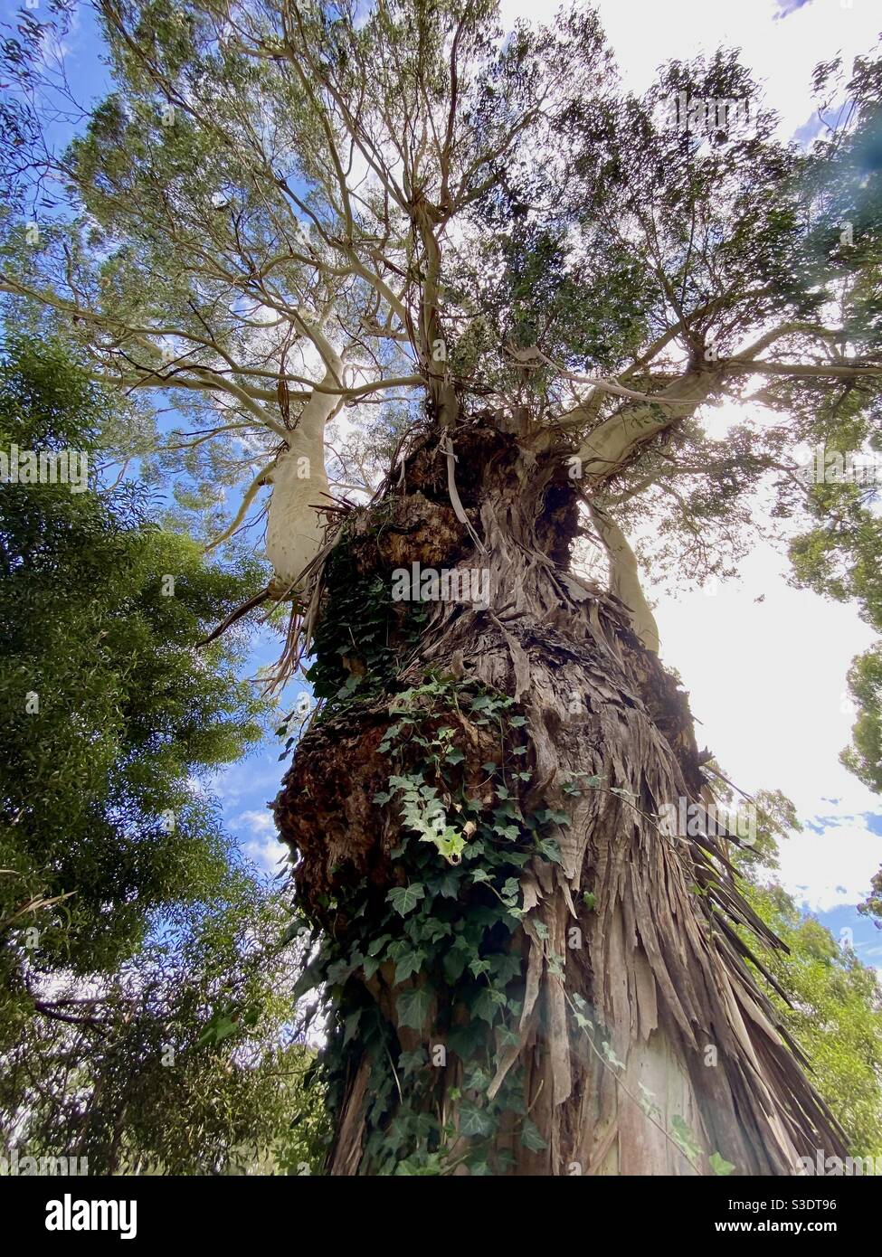 Tall tree hi-res stock photography and images - Alamy