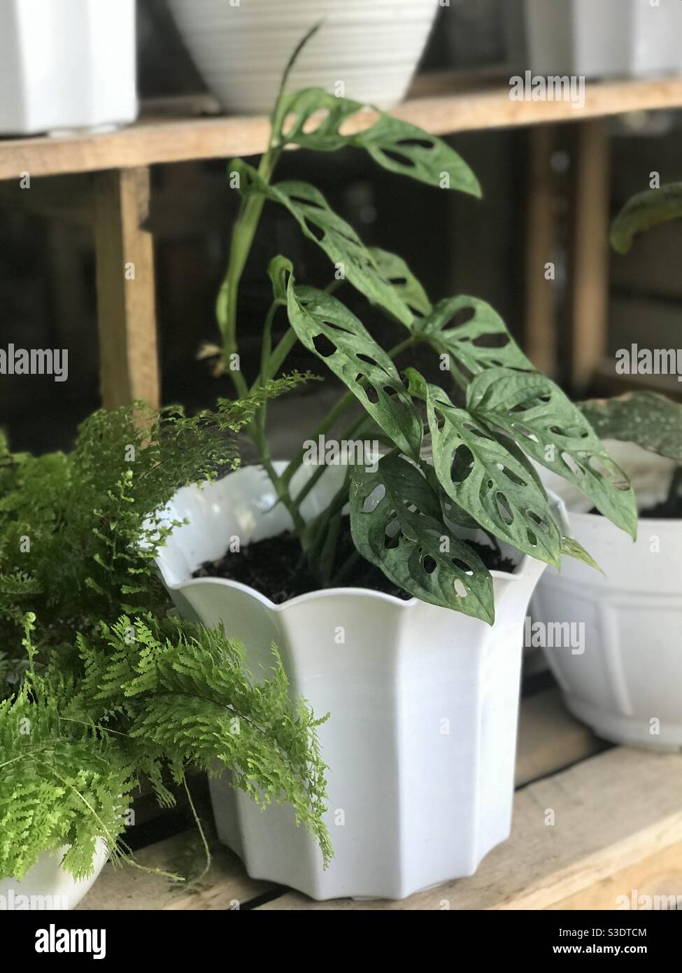 Perforated leaf hi-res stock photography and images - Alamy