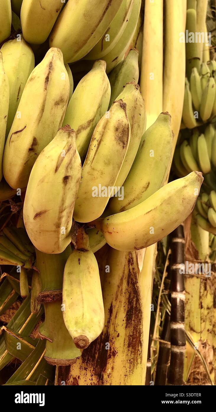 Tamil nadu bananas hi-res stock photography and images - Alamy