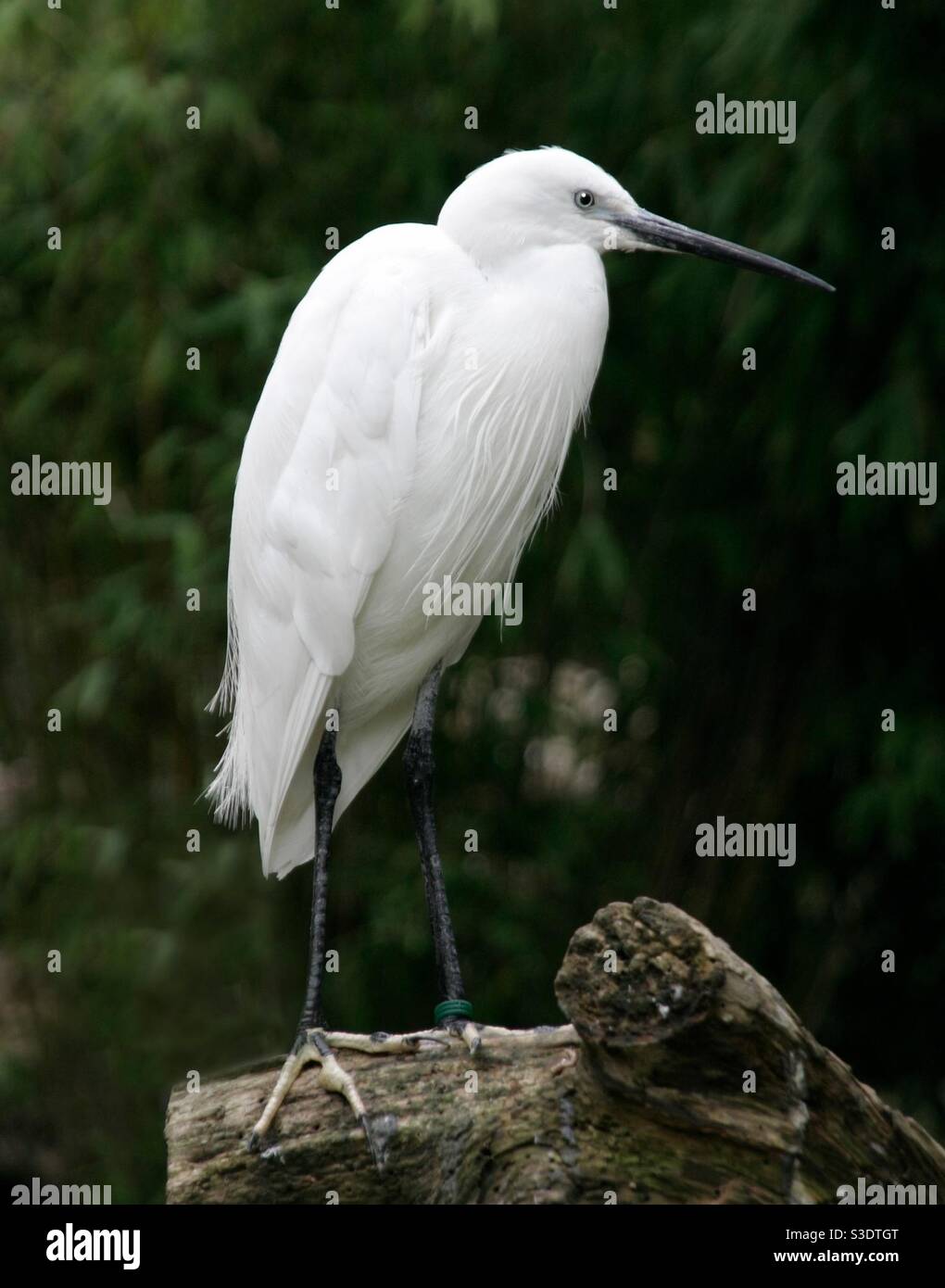 White white egret hi-res stock photography and images - Alamy