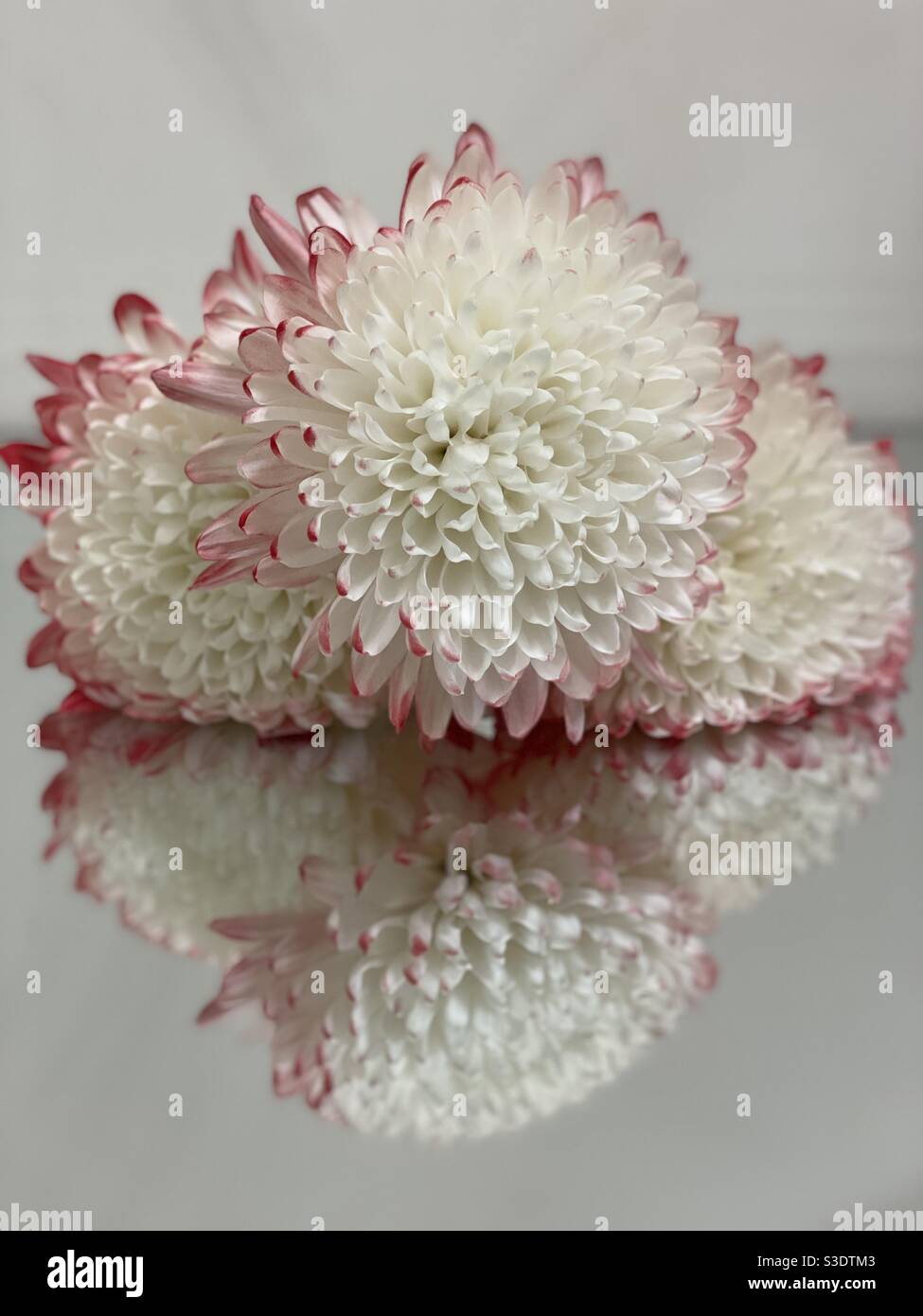 Still life pink and white chrysanthemums on mirrored surface Stock ...