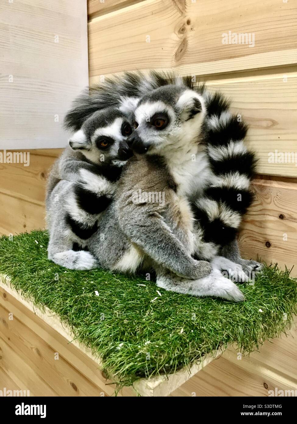 Lemurs together hi-res stock photography and images - Alamy