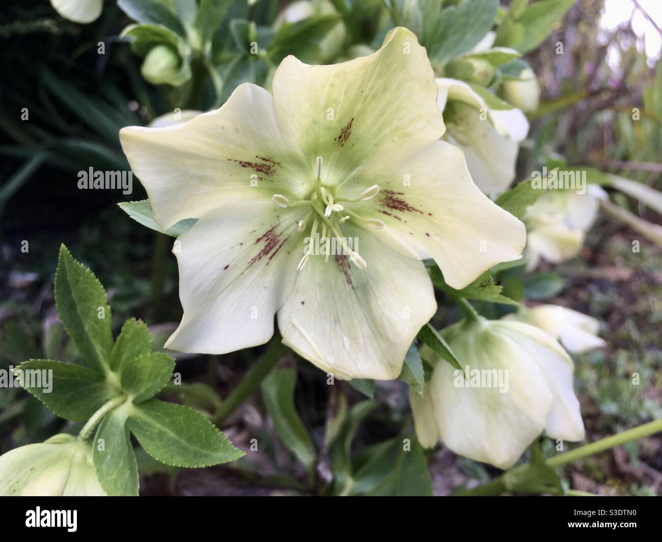Pale cream hi-res stock photography and images - Alamy