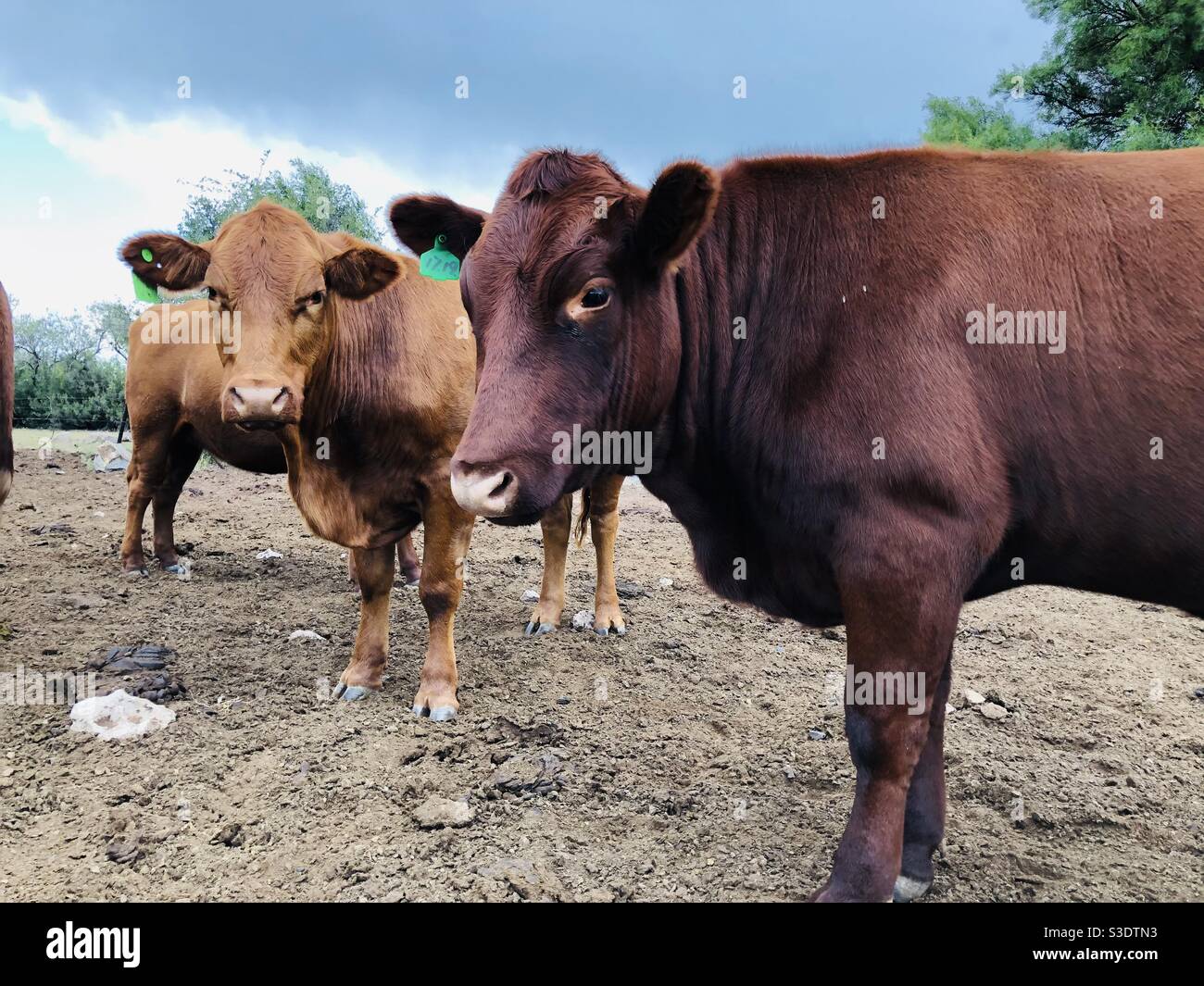 Bonsmara Cows High Resolution Stock Photography and Images - Alamy