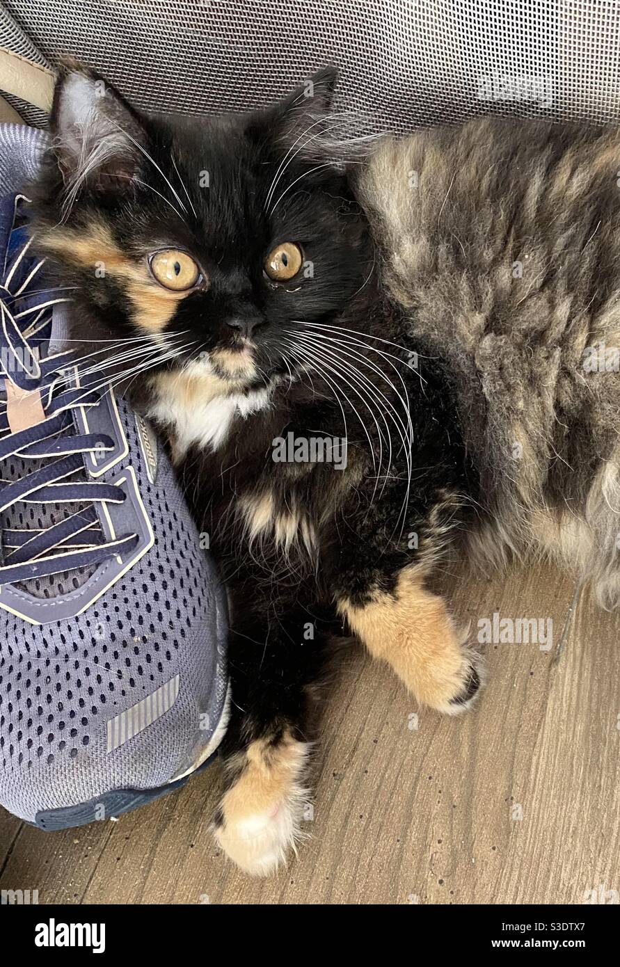 Pretty calico hi-res stock photography and images - Alamy