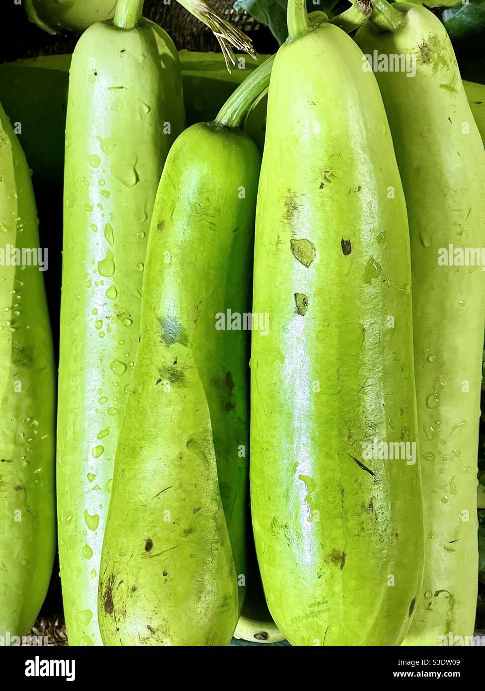 Calabash vegetable hi-res stock photography and images - Alamy
