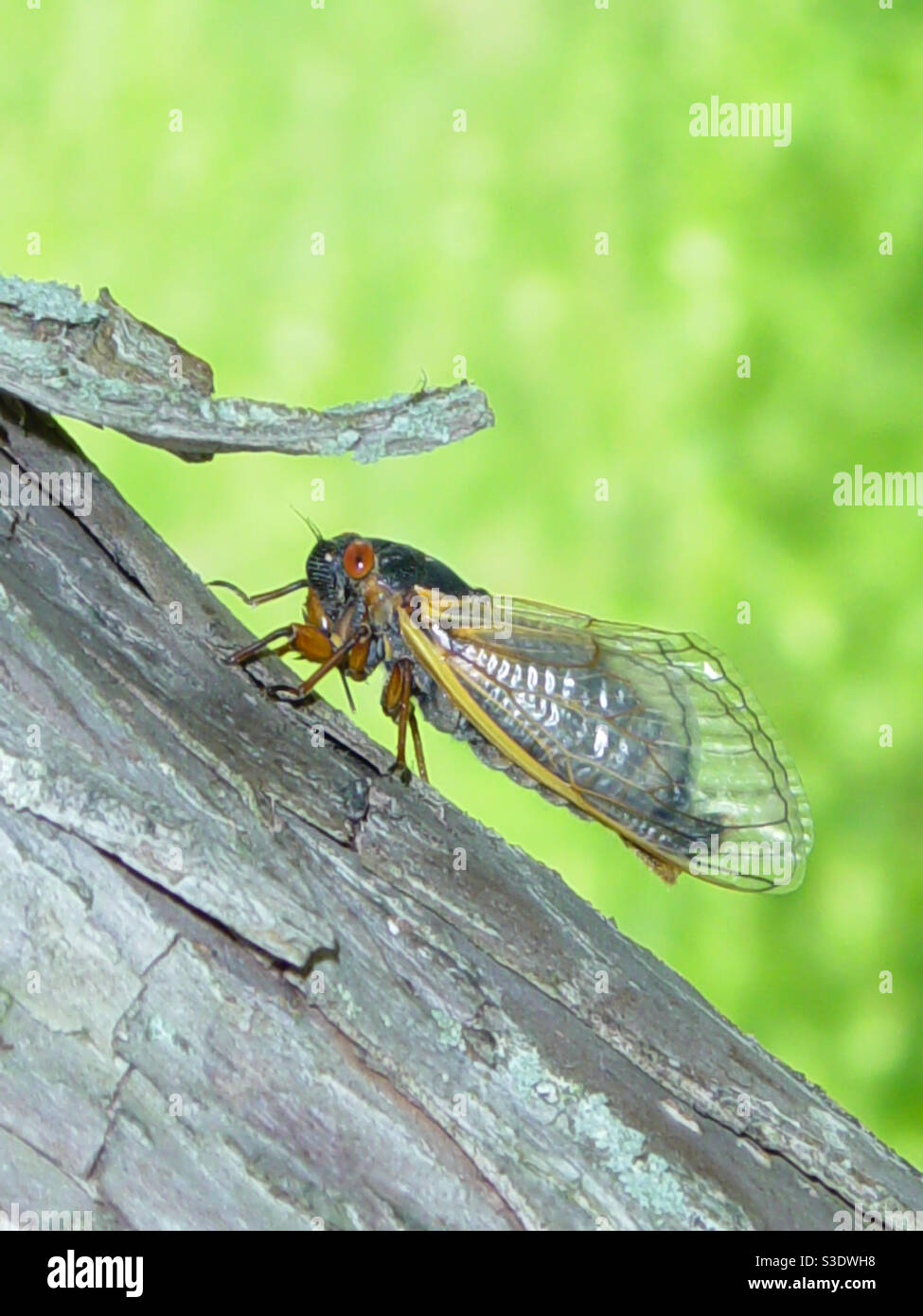 17 year cicada hi-res stock photography and images - Alamy