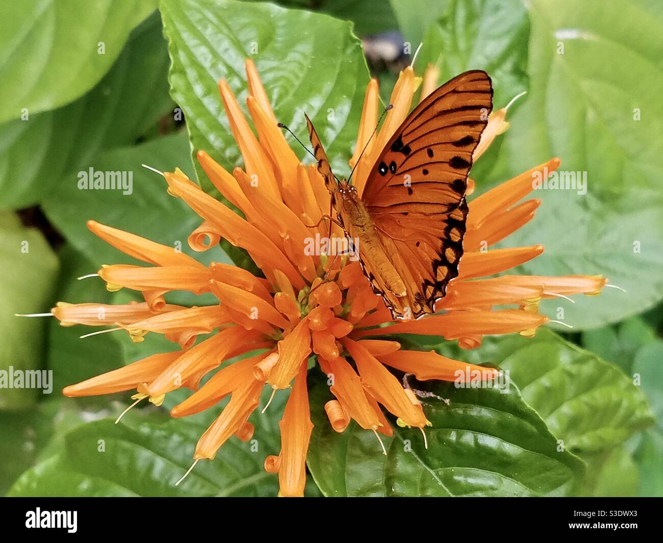 Orange Gulf Fritillary on Orange Flame Justicia Stock Photo - Alamy