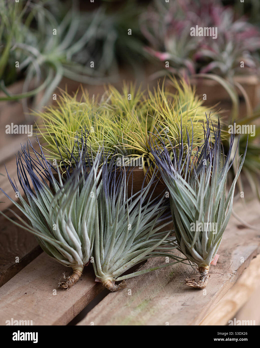 Tillandsia display hi-res stock photography and images - Alamy