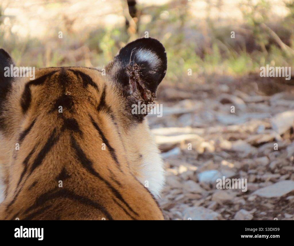 Tiger ear hi-res stock photography and images - Alamy