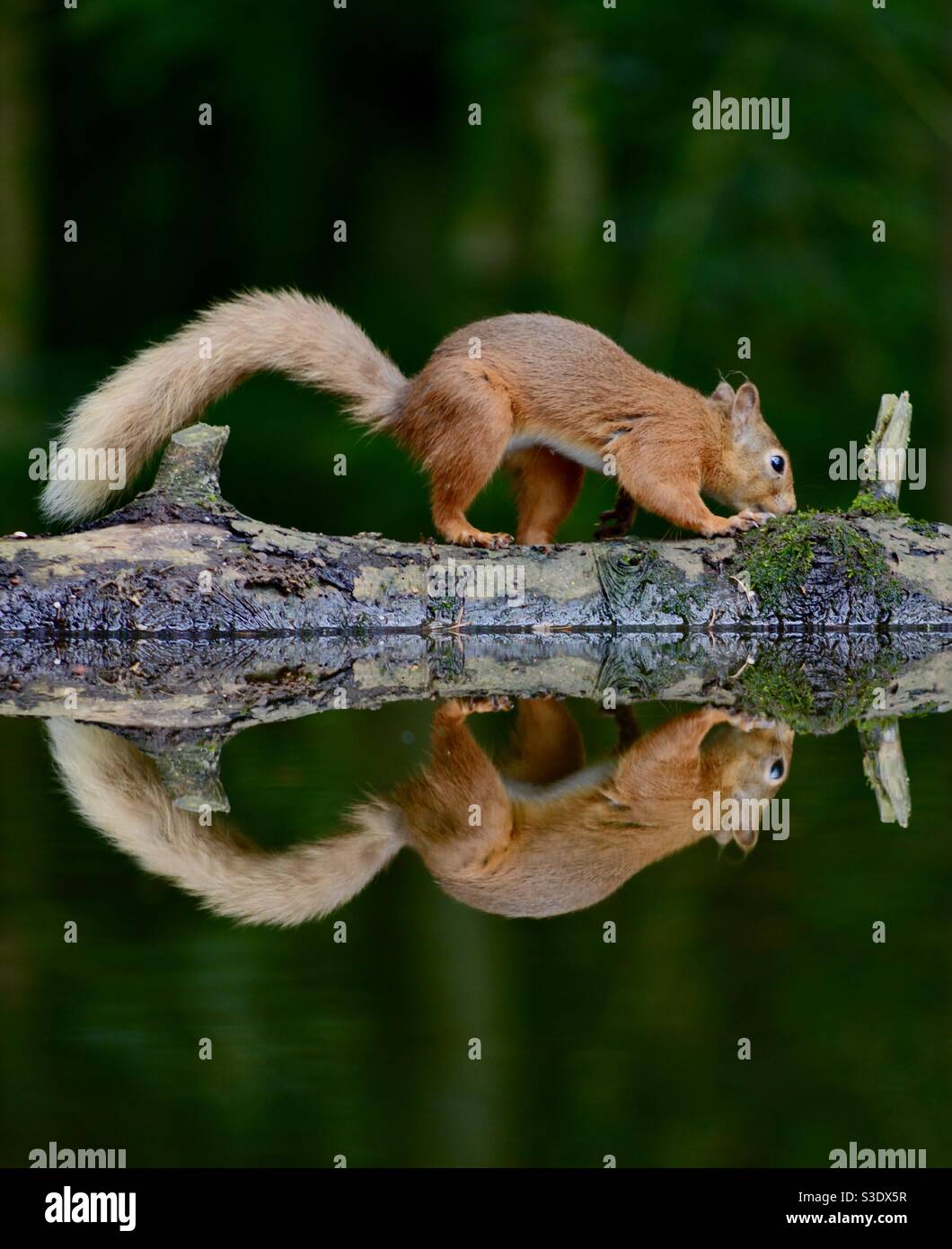 Red squirrel in scotland hi-res stock photography and images - Alamy