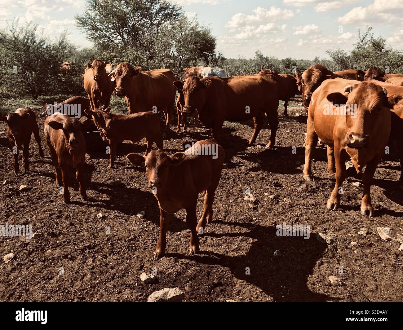 Bonsmara cattle hi-res stock photography and images - Alamy
