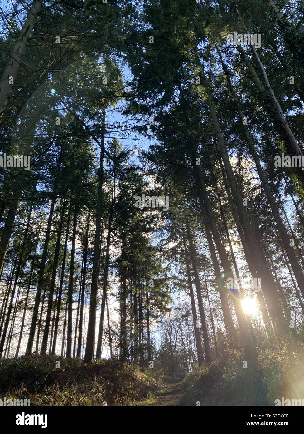 Copse management hi-res stock photography and images - Alamy