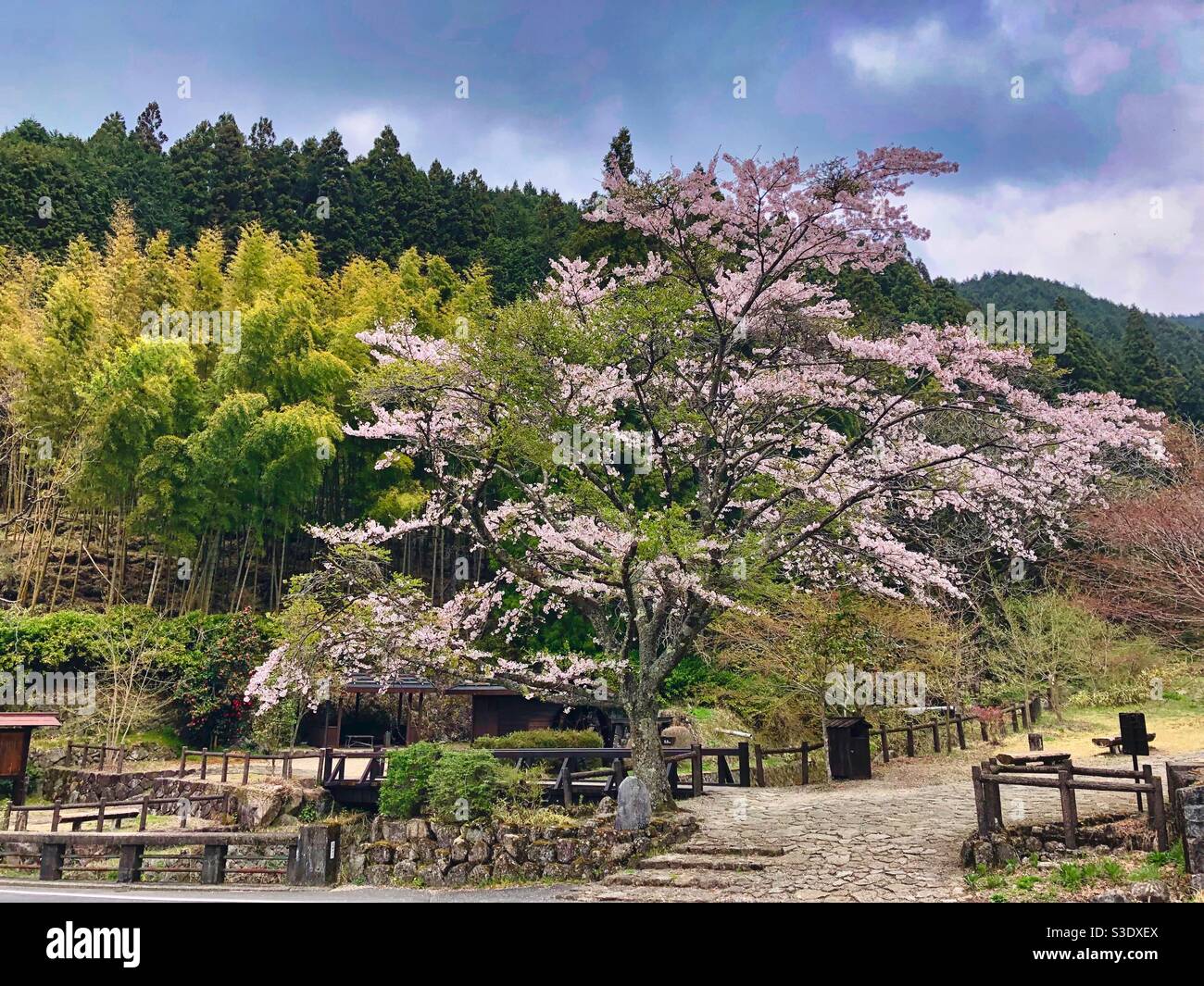 Blossoming wild sakura tree on a resting place in Japanese mountains ...