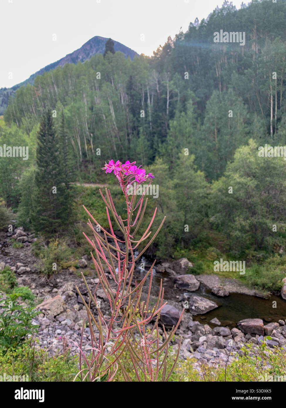 Mountain forest flower hi-res stock photography and images - Alamy